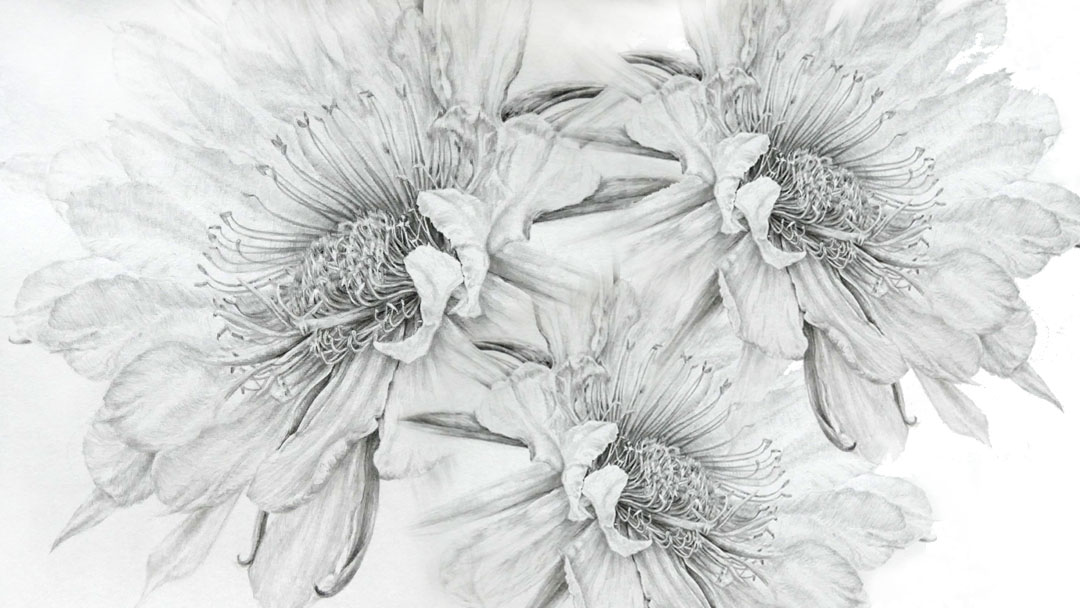February – Wendy Morison – 1000 Drawings – Daejeon